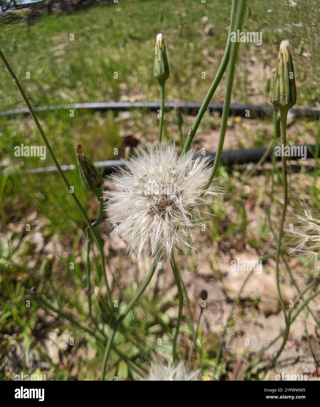 Smooth Cat's Ear (Hypochaeris glabra Stock Photo - Alamy