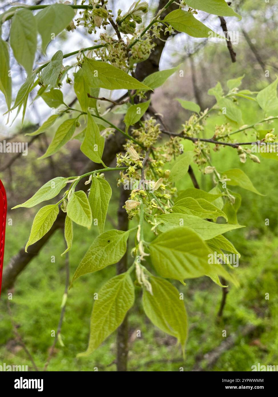 sugar hackberry (Celtis laevigata Stock Photo - Alamy
