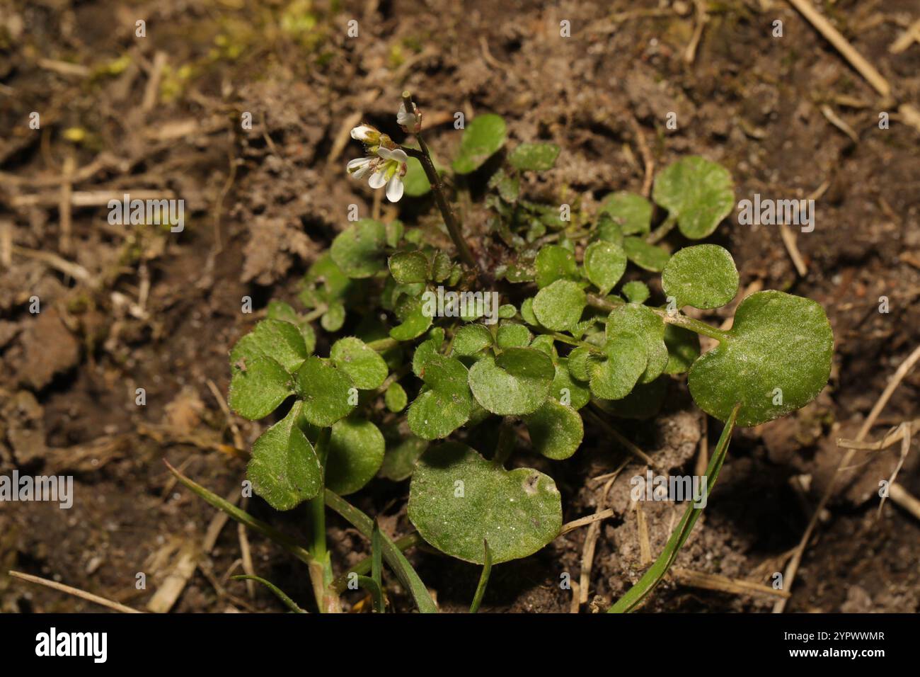 hairy bittercress (Cardamine hirsuta Stock Photo - Alamy