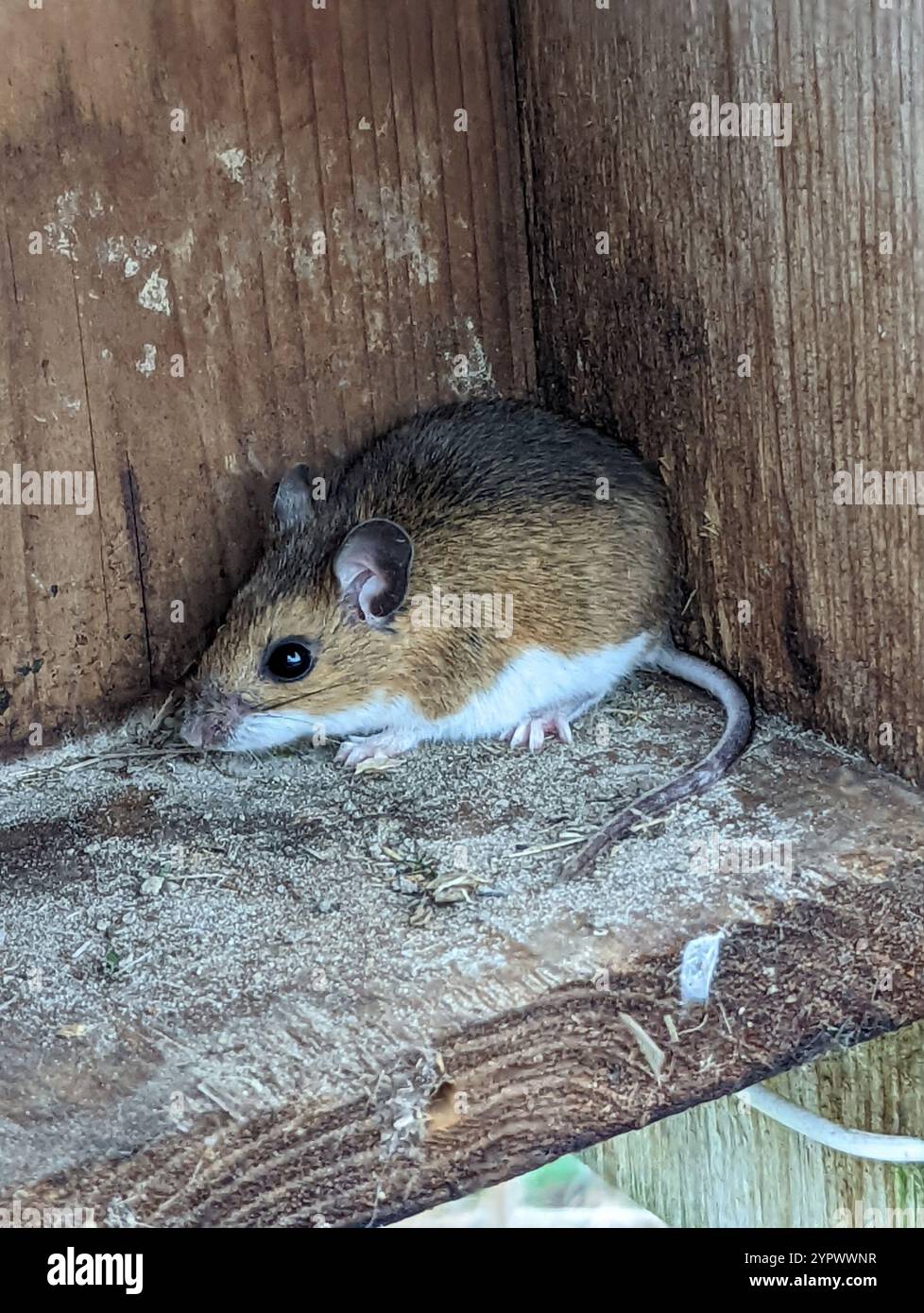 North american deer mice hi-res stock photography and images - Alamy