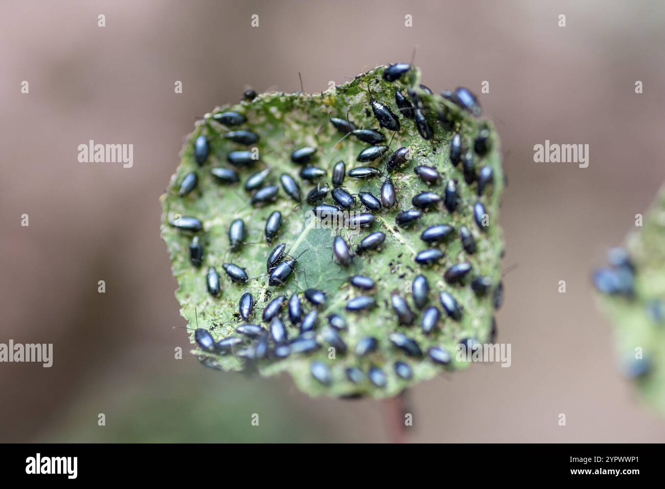 Canola flea beetle hi-res stock photography and images - Alamy