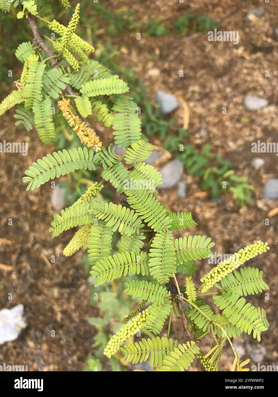 mesquite (Neltuma juliflora Stock Photo - Alamy