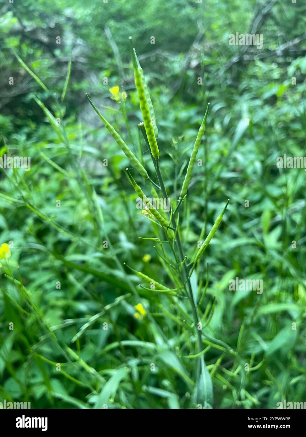mustard family (Brassicaceae Stock Photo - Alamy