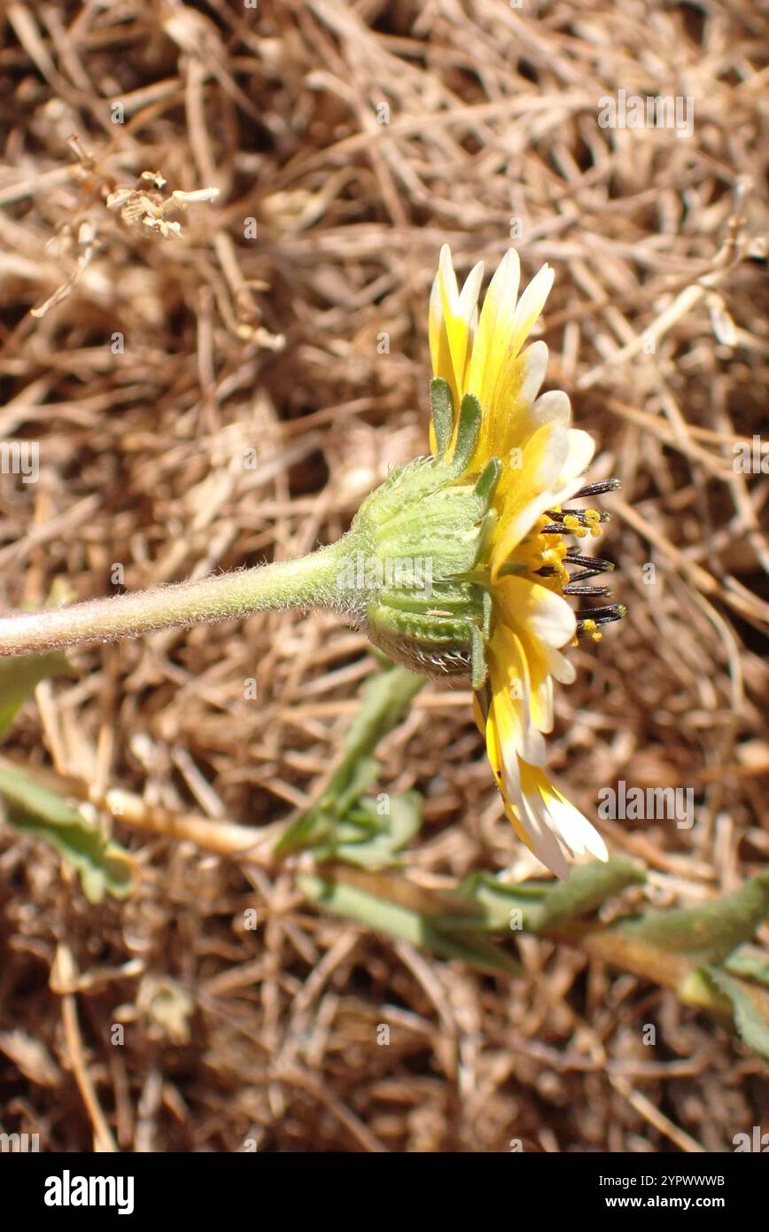 smooth tidytips (Layia chrysanthemoides Stock Photo - Alamy