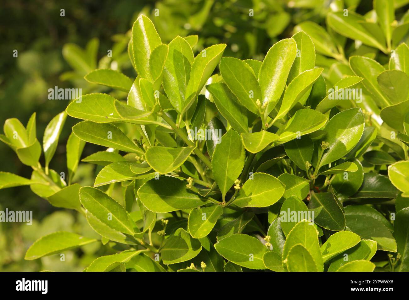Japanese spindle tree (Euonymus japonicus Stock Photo - Alamy