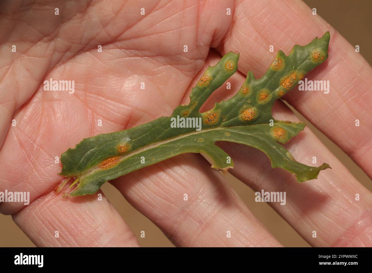 Groundsel crown rust (Puccinia lagenophorae Stock Photo - Alamy