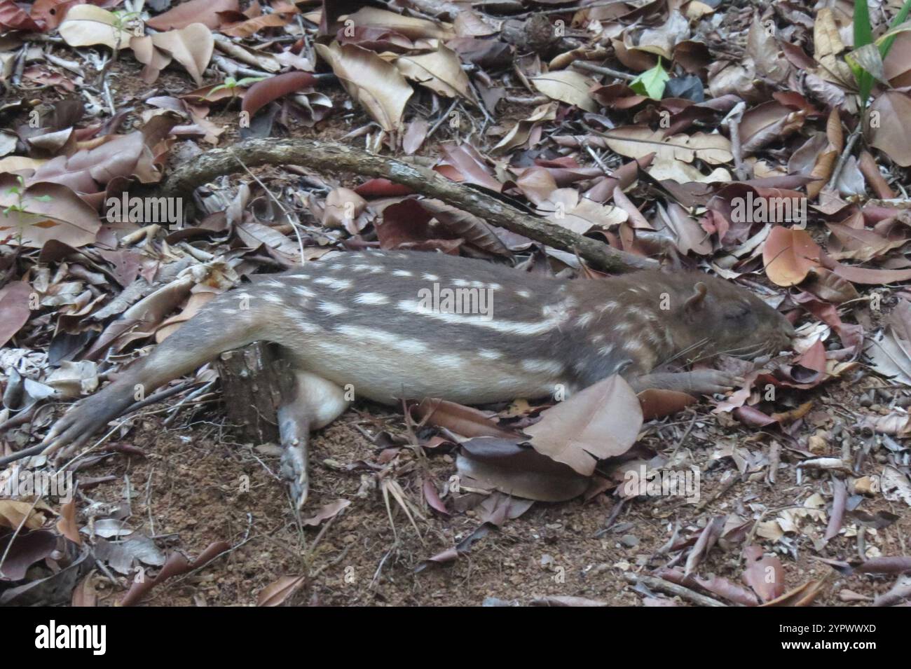Spotted Paca (Cuniculus paca Stock Photo - Alamy
