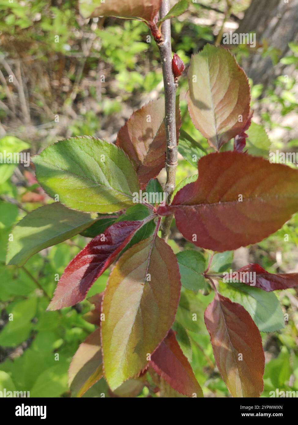 European Wild Apple (Malus sylvestris Stock Photo - Alamy