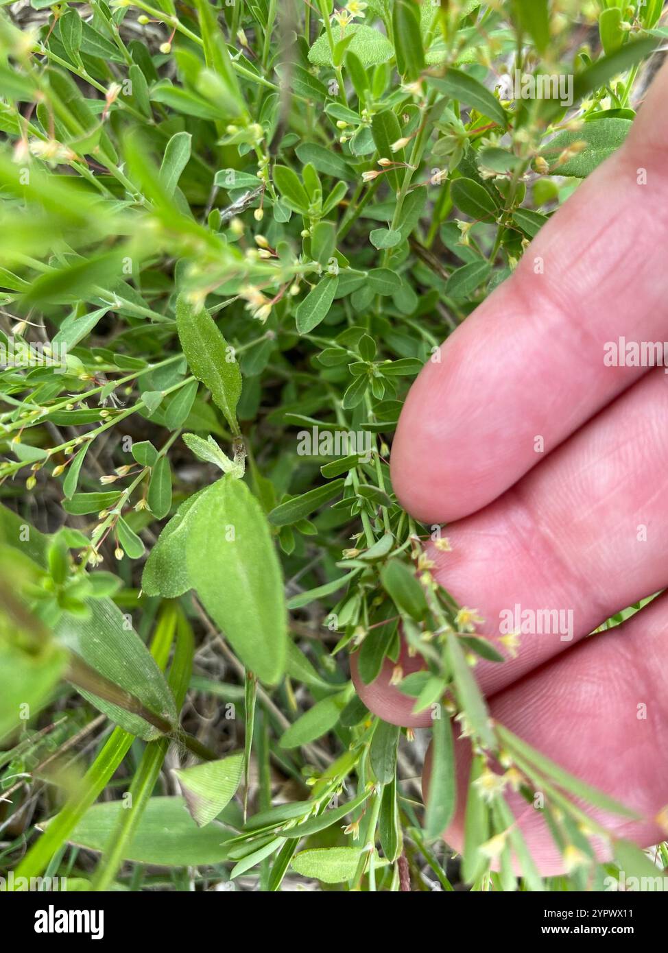 Smartweed Leafflower (Phyllanthus polygonoides Stock Photo - Alamy