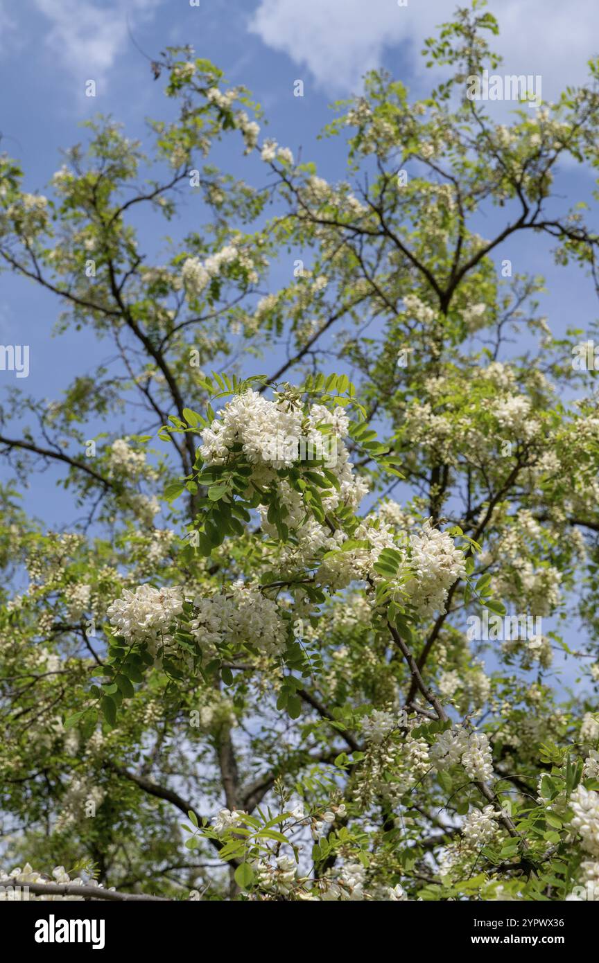 The white flowers of Robinia pseudoacacia. Black Locust False Acacia ...