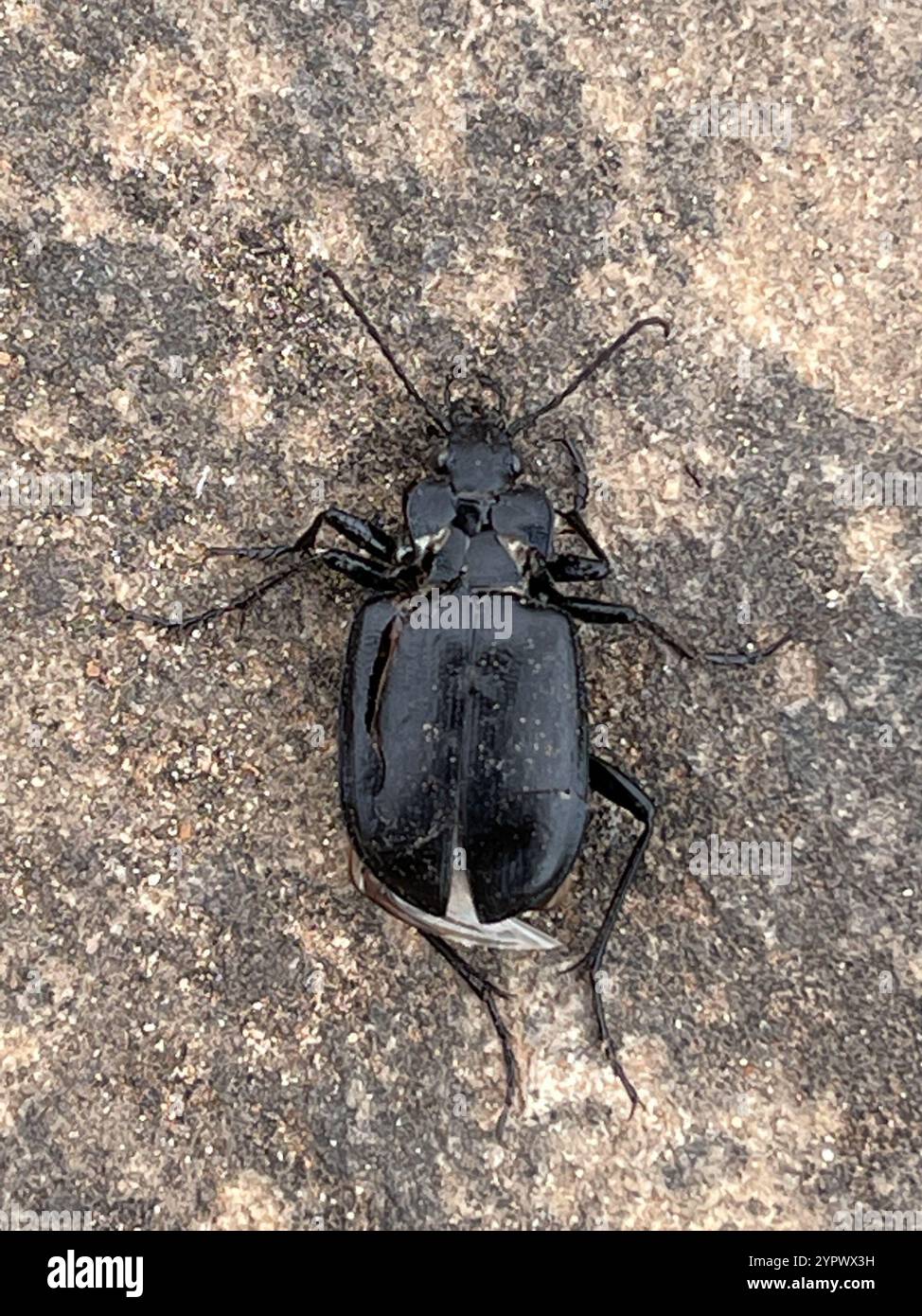 Caterpillar-hunter Beetles (Calosoma Stock Photo - Alamy