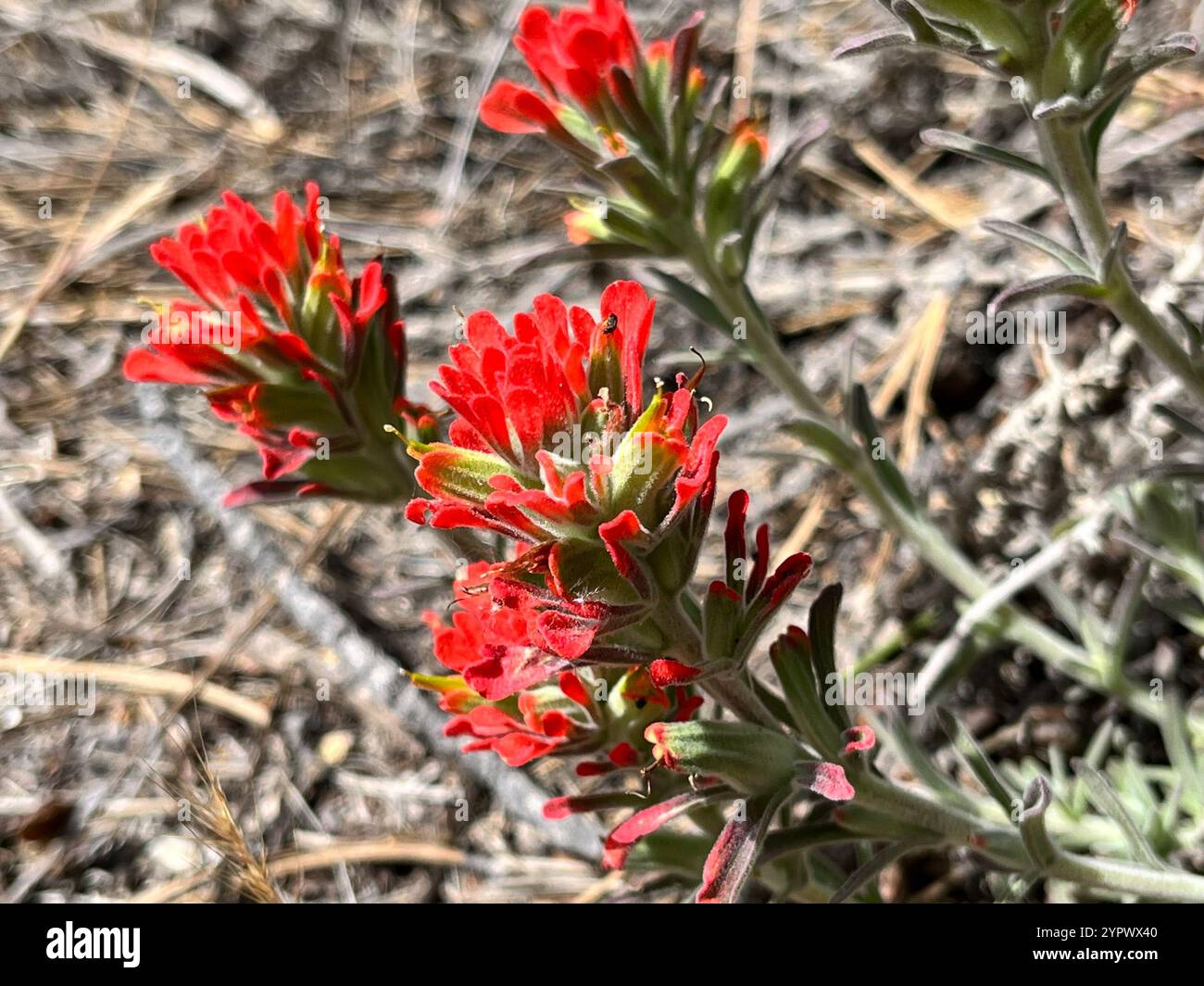 Woolly Indian Paintbrush (Castilleja foliolosa Stock Photo - Alamy