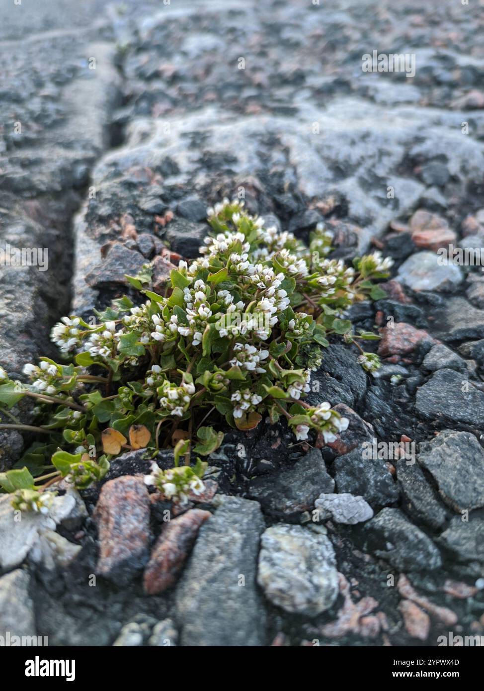 Danish Scurvy-grass (Cochlearia danica Stock Photo - Alamy