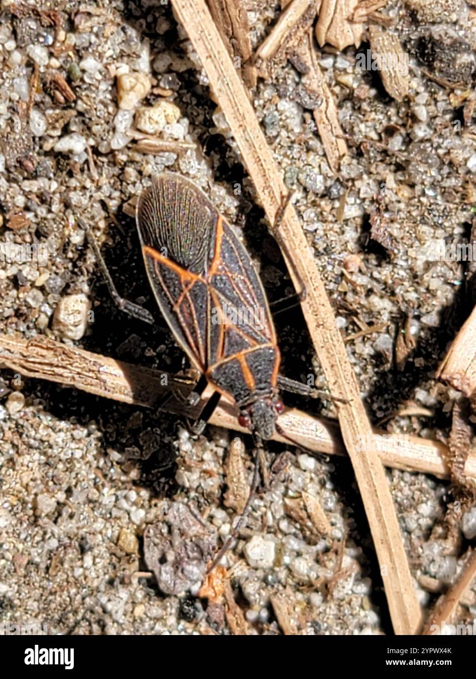 Western Boxelder Bug (Boisea rubrolineata Stock Photo - Alamy