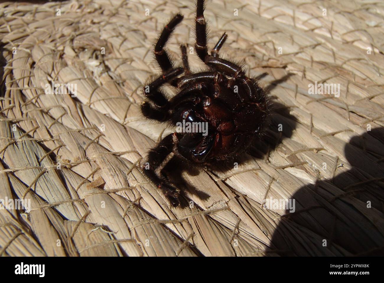 Australian Funnel-web Spiders (Atracidae Stock Photo - Alamy