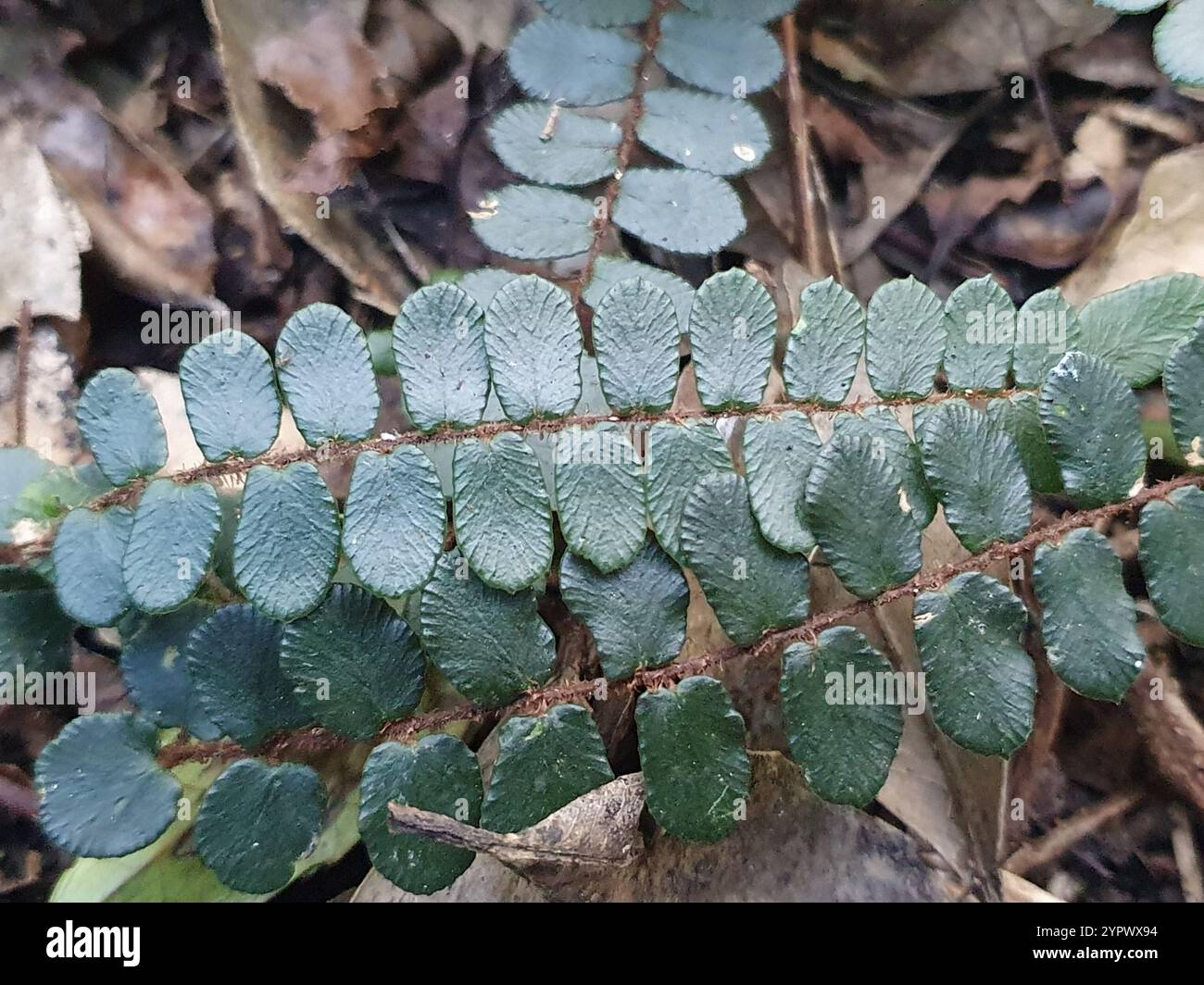 Button Fern (Pellaea rotundifolia Stock Photo - Alamy