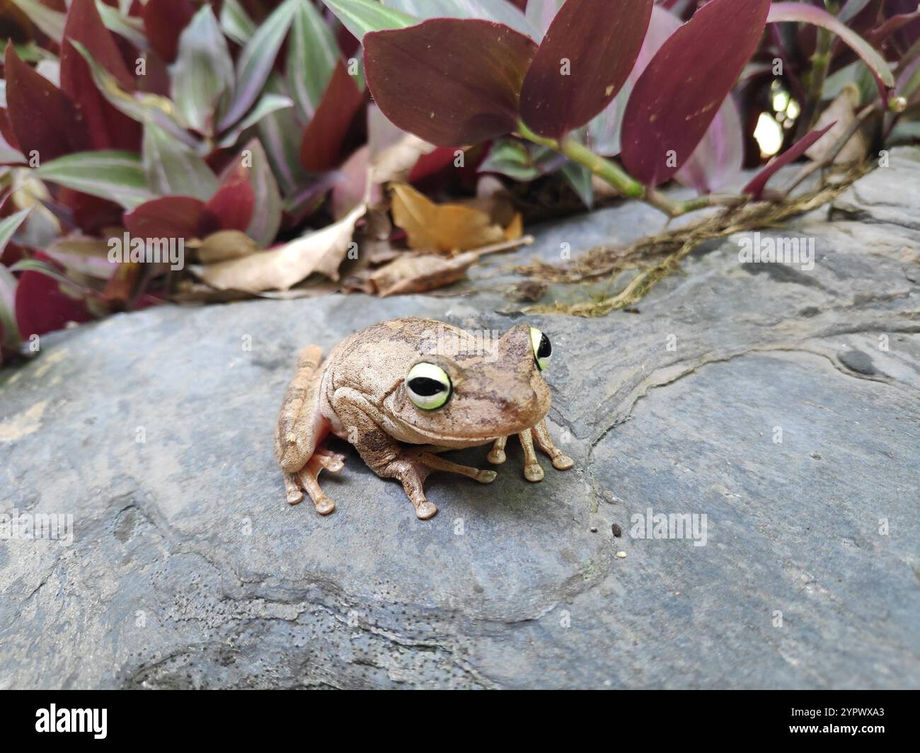 Banana Tree Dwelling Frog (Boana platanera Stock Photo - Alamy
