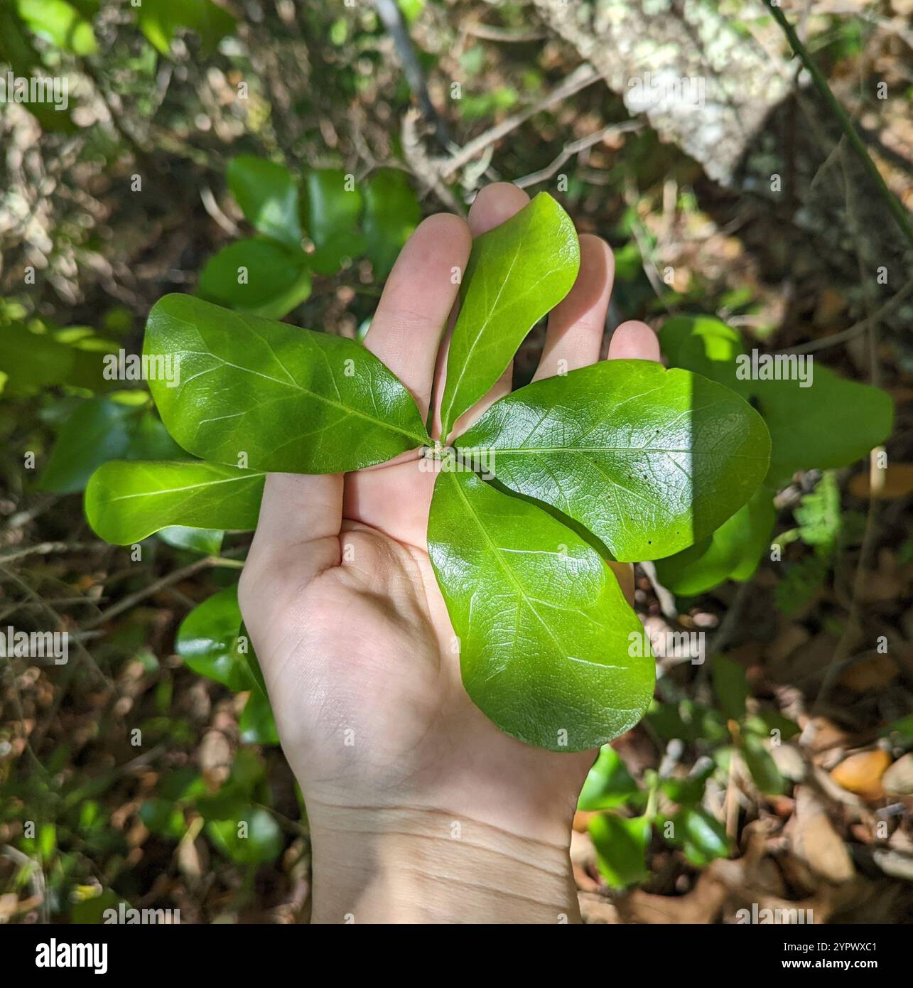 Myrtle Oak (Quercus myrtifolia Stock Photo - Alamy