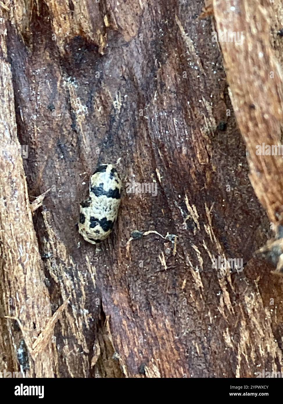 Charops hi-res stock photography and images - Alamy