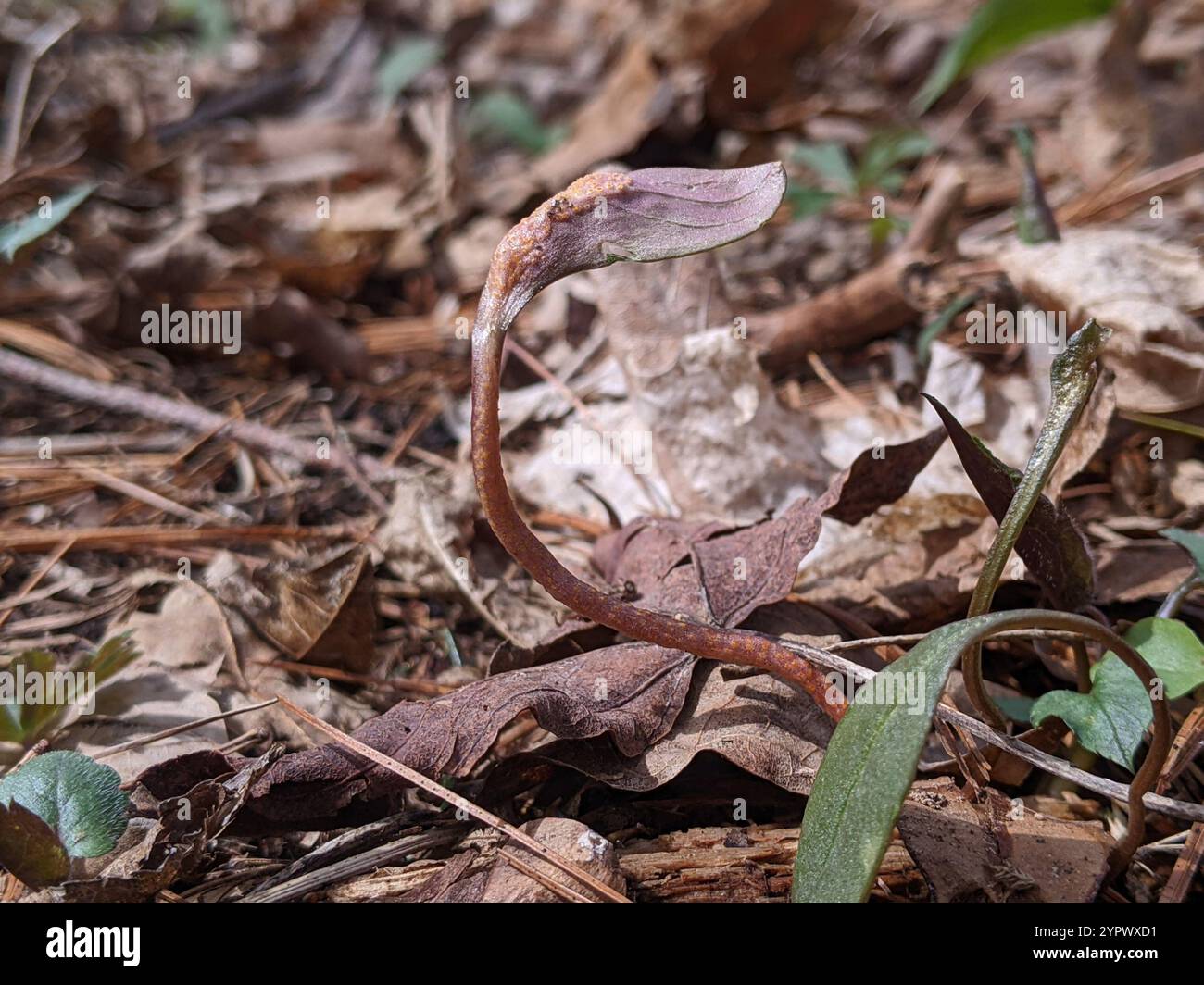 spring beauty rust (Puccinia mariae-wilsoniae Stock Photo - Alamy