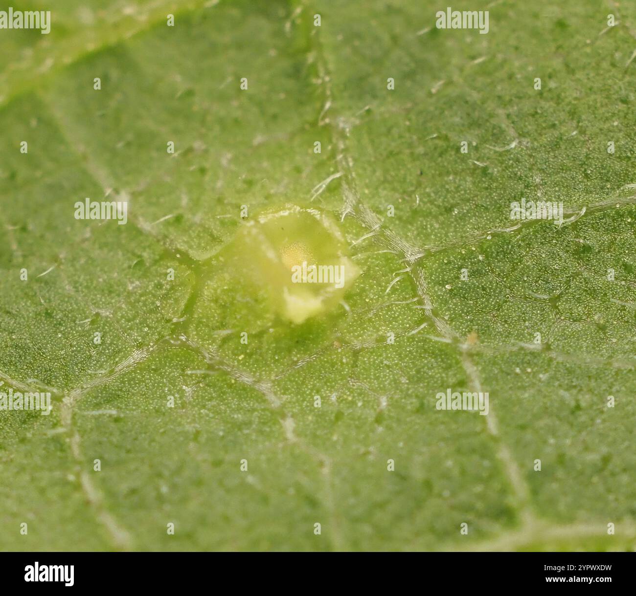 Hackberry Star Gall Psyllid (Pachypsylla celtidisasterisca Stock Photo ...