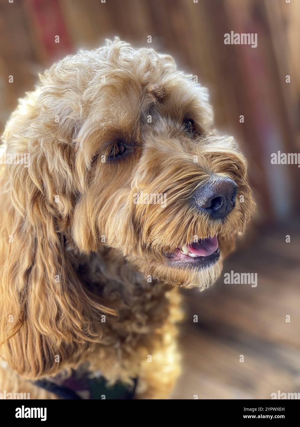Cavapoo dog outside in the garden, mixed -breed of Cavalier King ...