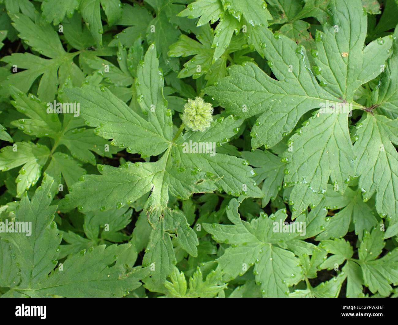 Pacific Waterleaf (Hydrophyllum tenuipes Stock Photo - Alamy
