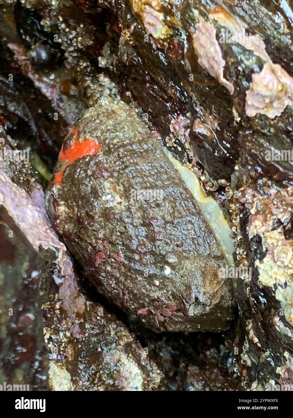 Rough Keyhole Limpet (Diodora aspera Stock Photo - Alamy