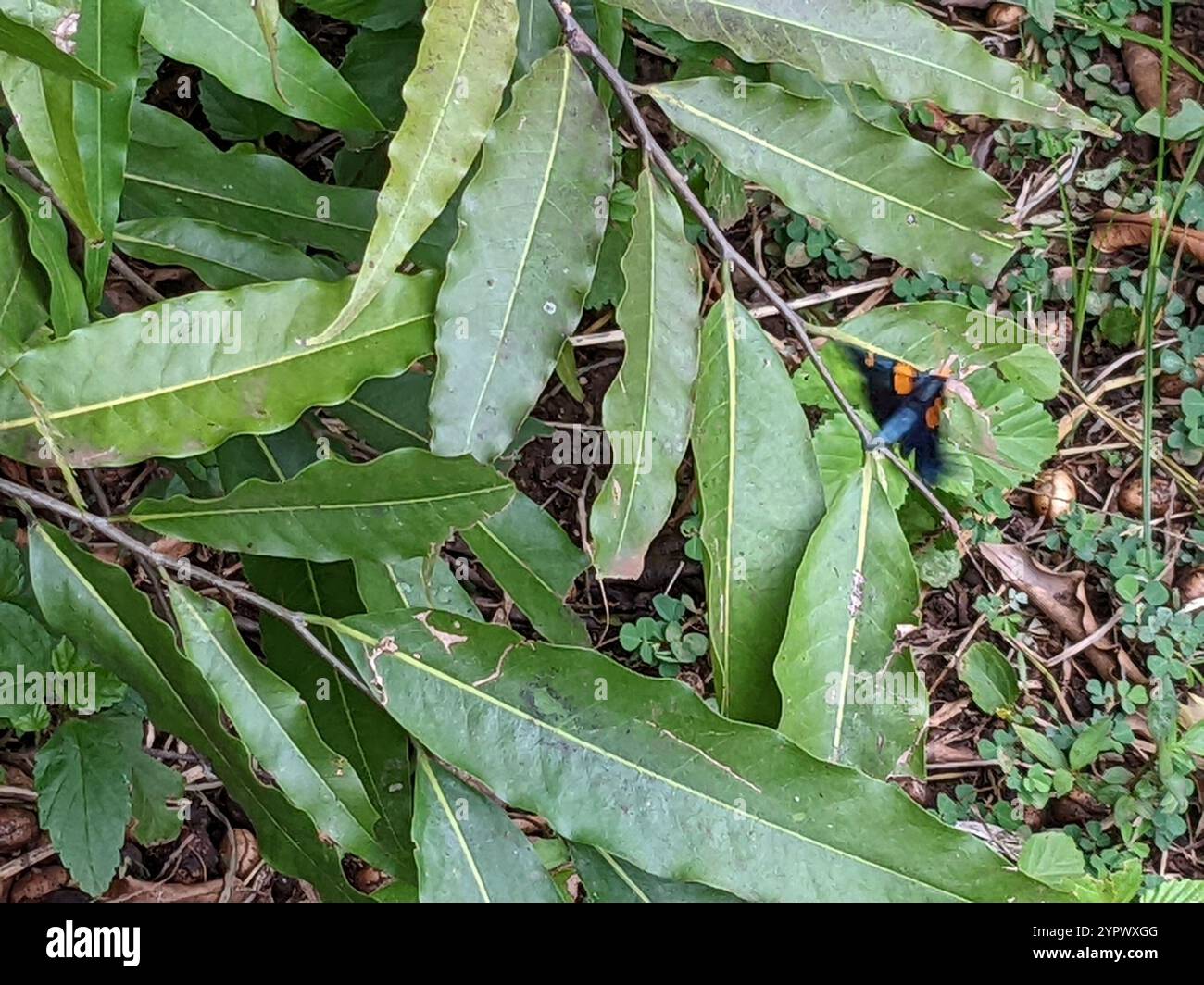 African Peach Moth (Egybolis vaillantina Stock Photo - Alamy