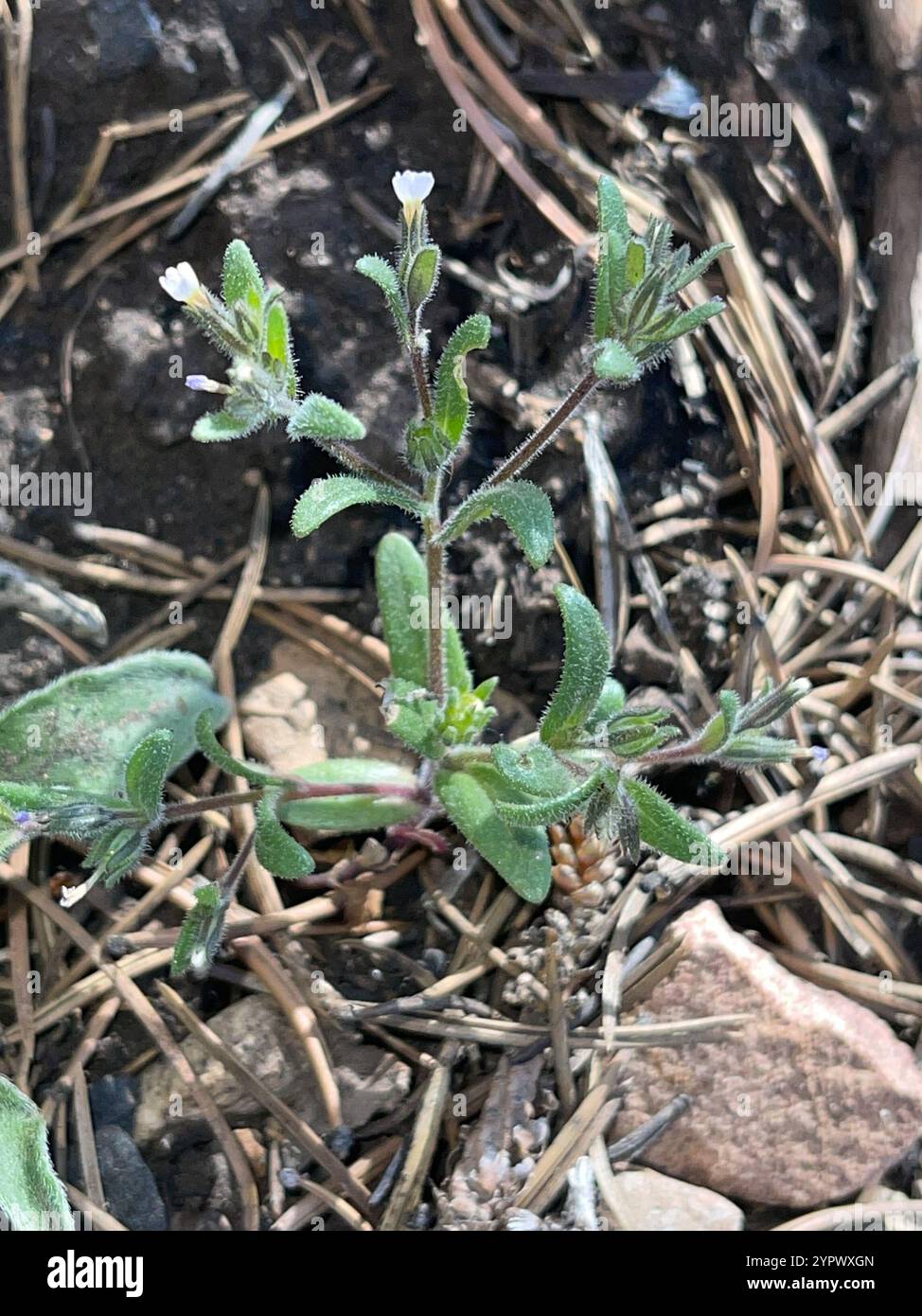 slender phlox (Microsteris gracilis Stock Photo - Alamy