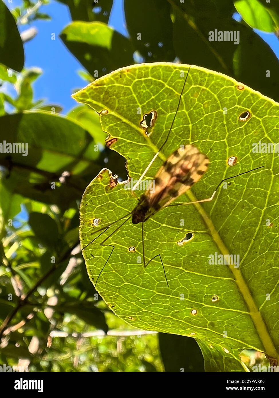Limoniid Crane Flies (Limoniidae Stock Photo - Alamy