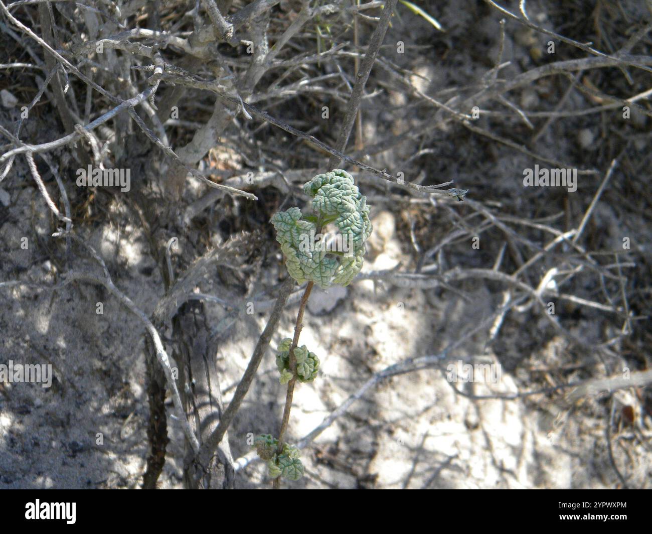 Cat Herb (Pseudodictamnus africanus Stock Photo - Alamy