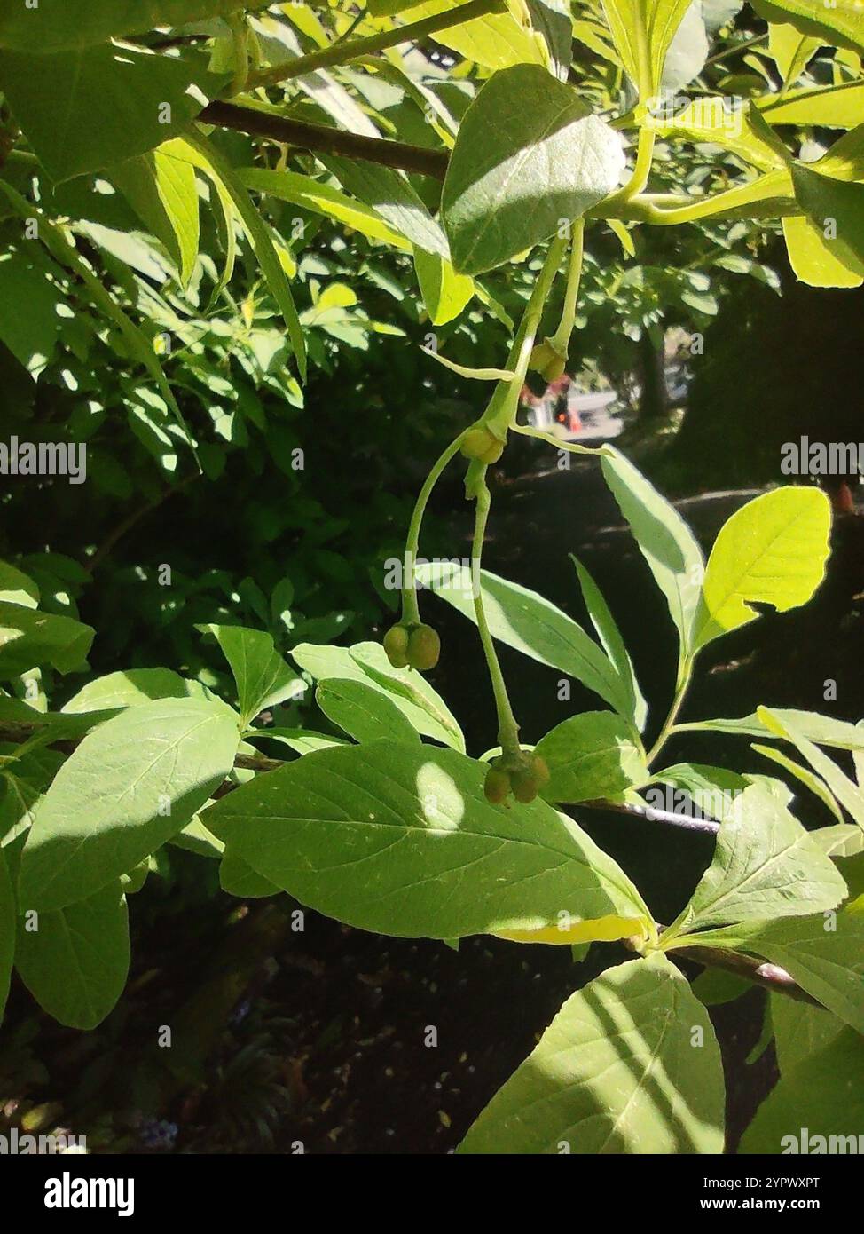 Osoberry (Oemleria cerasiformis Stock Photo - Alamy