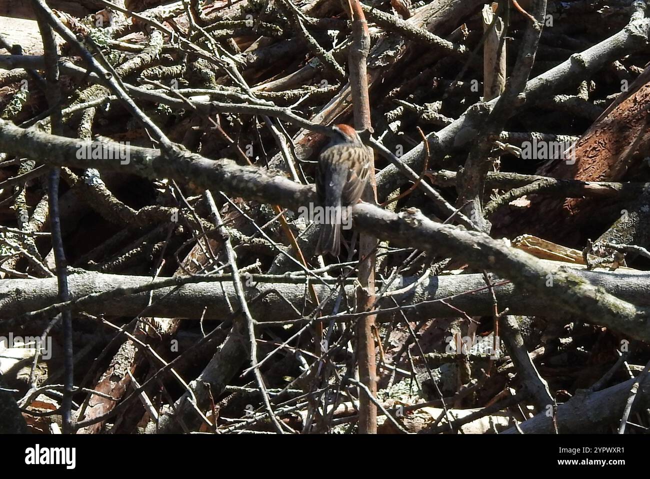 Chipping Sparrow (Spizella passerina Stock Photo - Alamy