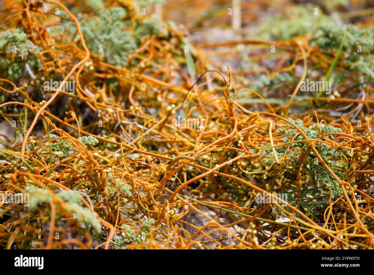 laurel dodder (Cassytha filiformis Stock Photo - Alamy