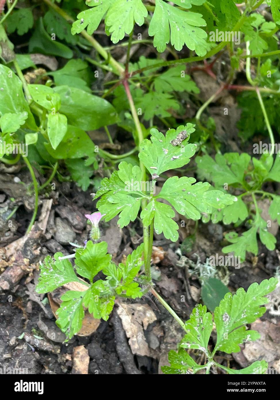 Little-Robin (Geranium purpureum Stock Photo - Alamy