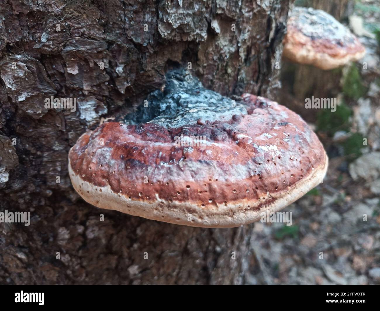 Red-banded Polypore (Fomitopsis pinicola Stock Photo - Alamy