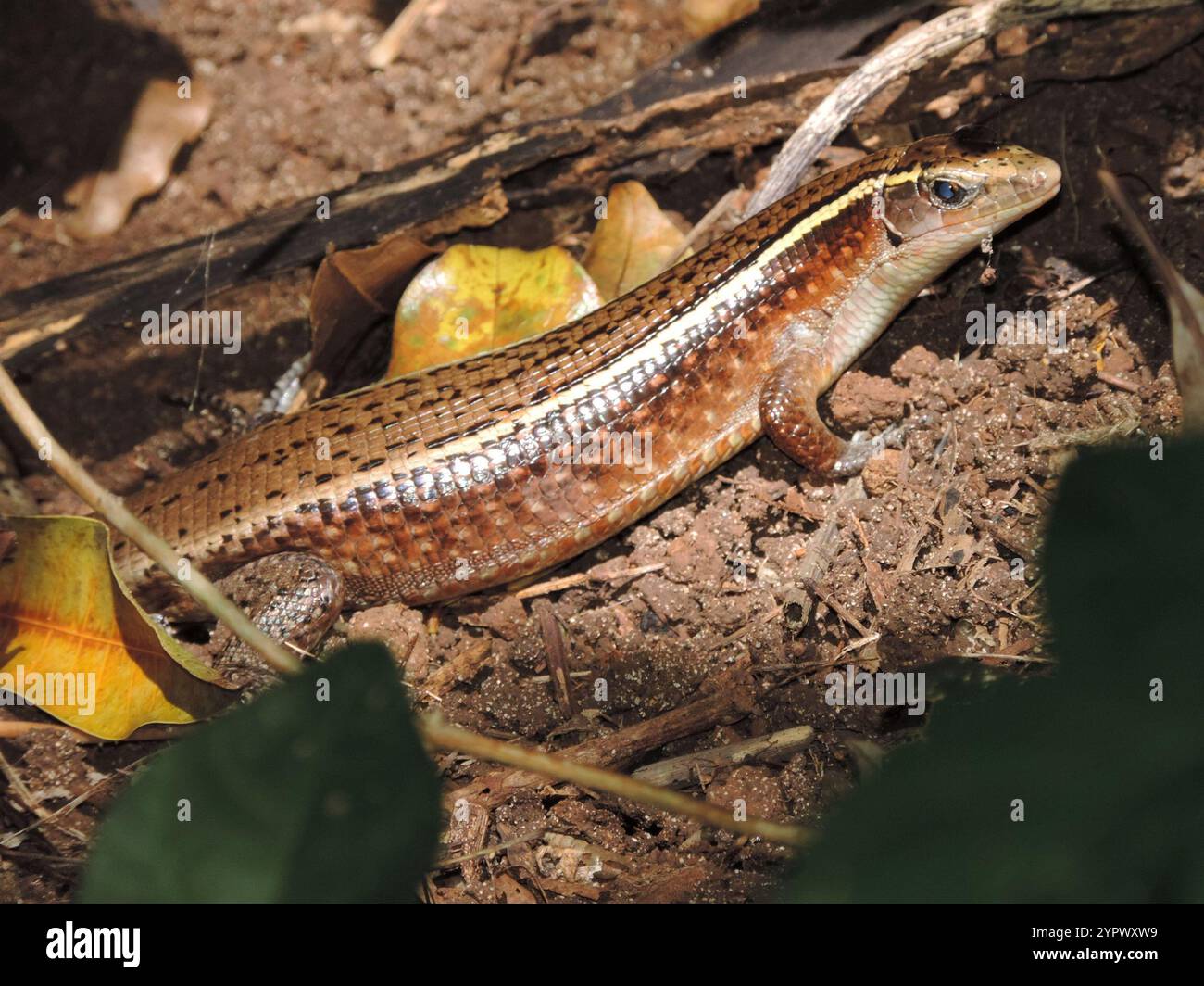 Madagascar Girdled Lizard (Zonosaurus madagascariensis Stock Photo - Alamy