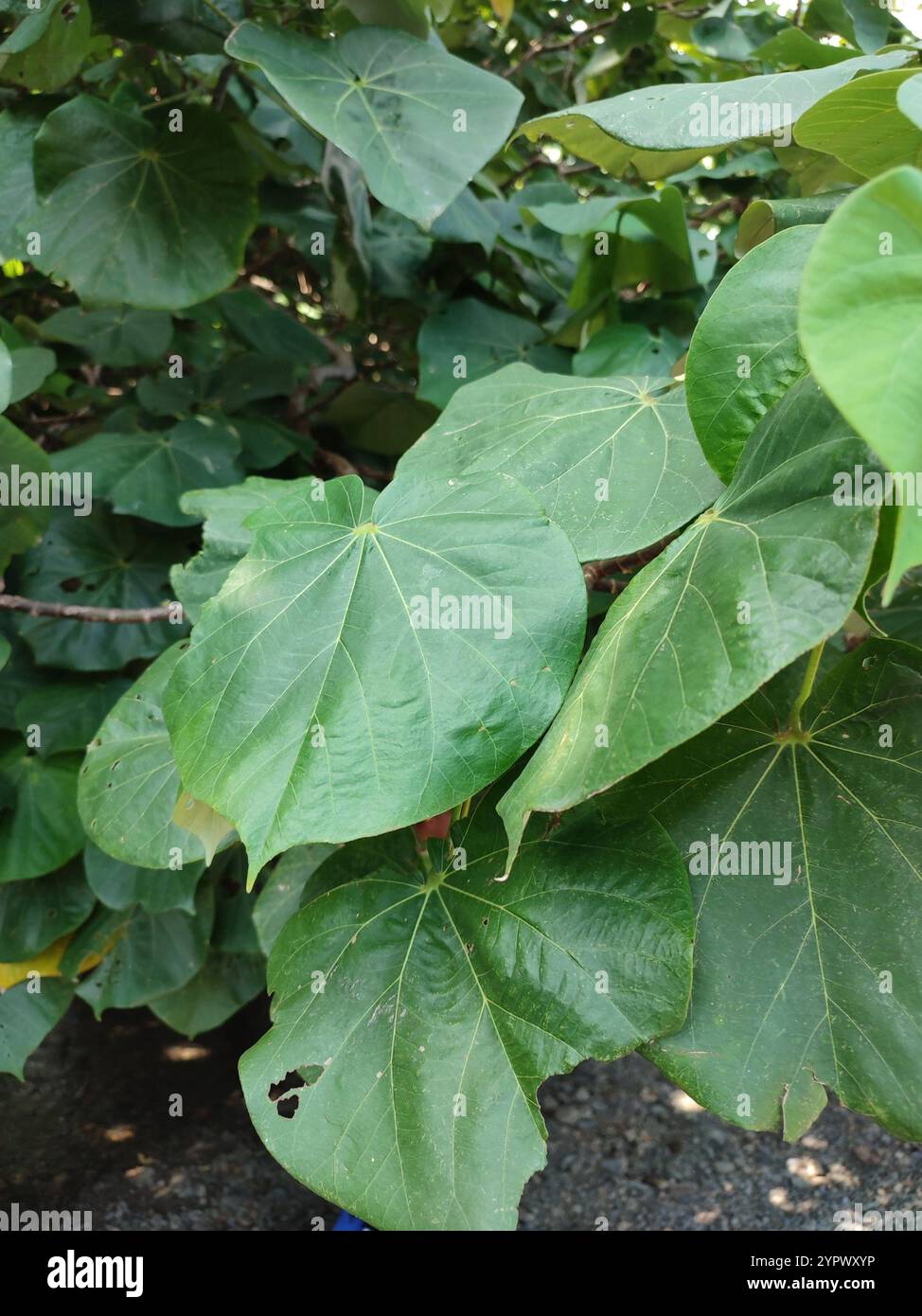 sea hibiscus (Hibiscus tiliaceus Stock Photo - Alamy