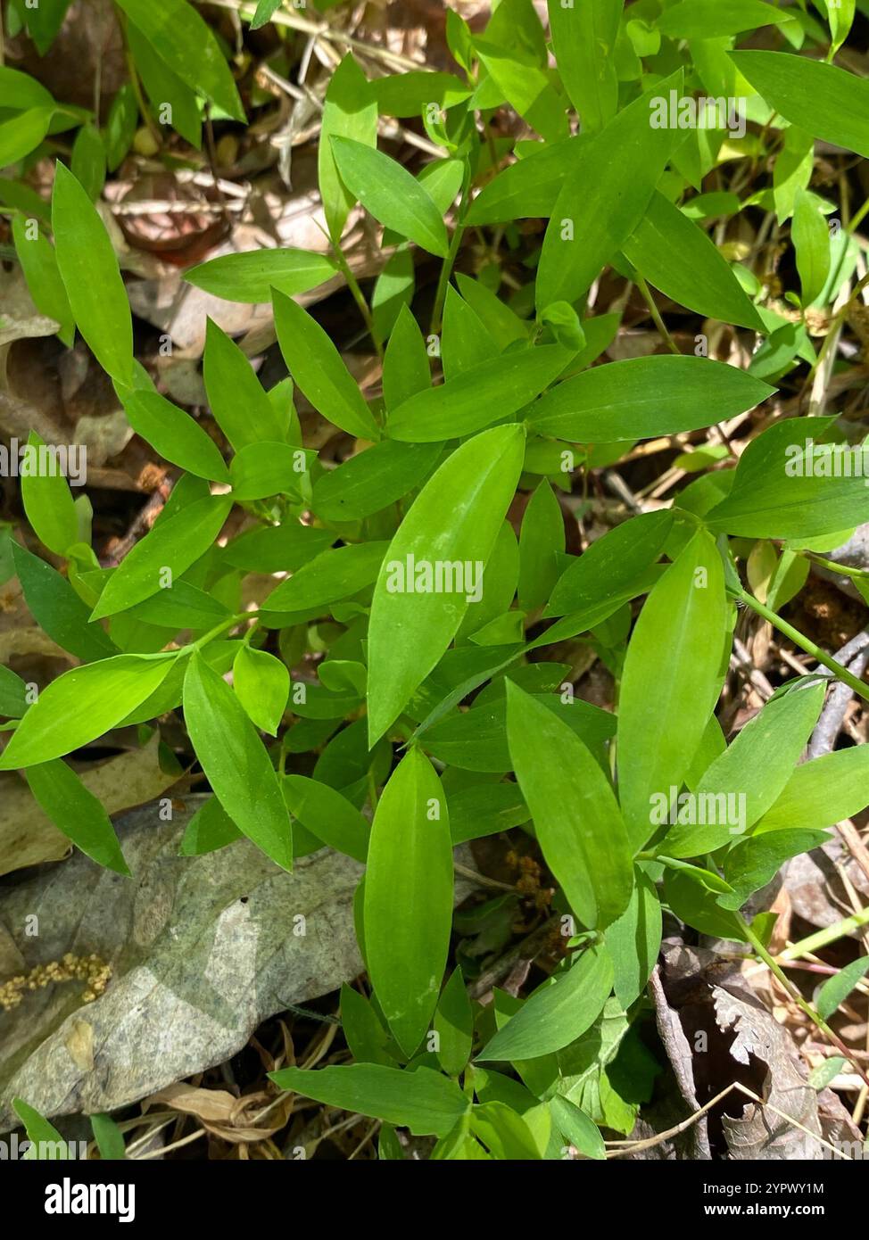 Japanese stiltgrass (Microstegium vimineum Stock Photo - Alamy