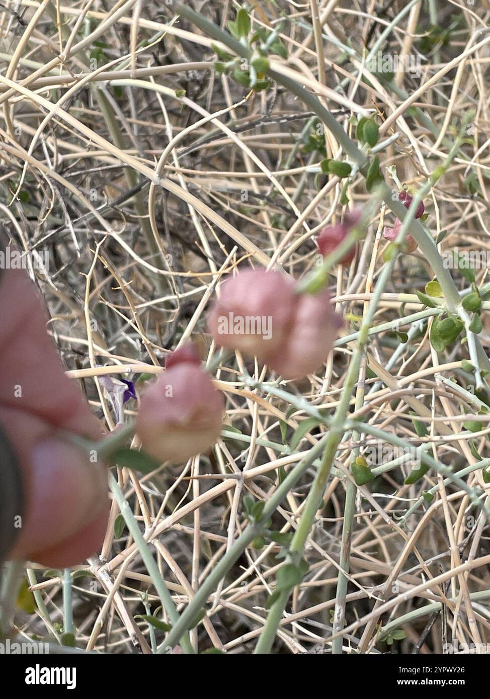 Paperbag Bush (Scutellaria mexicana Stock Photo - Alamy