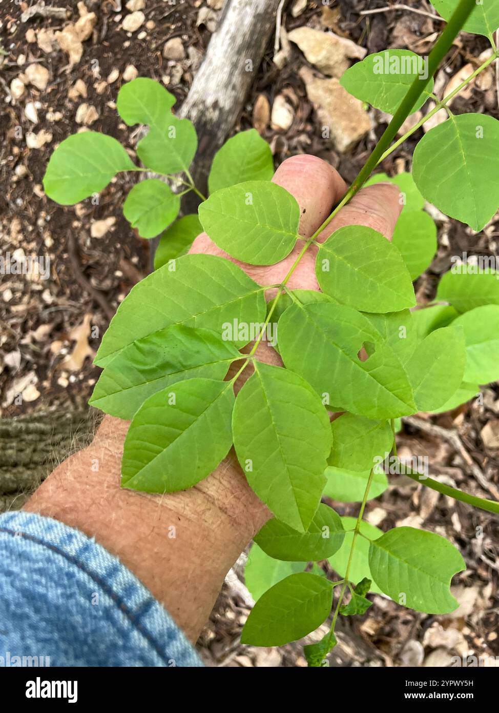 Texas ash (Fraxinus albicans Stock Photo - Alamy