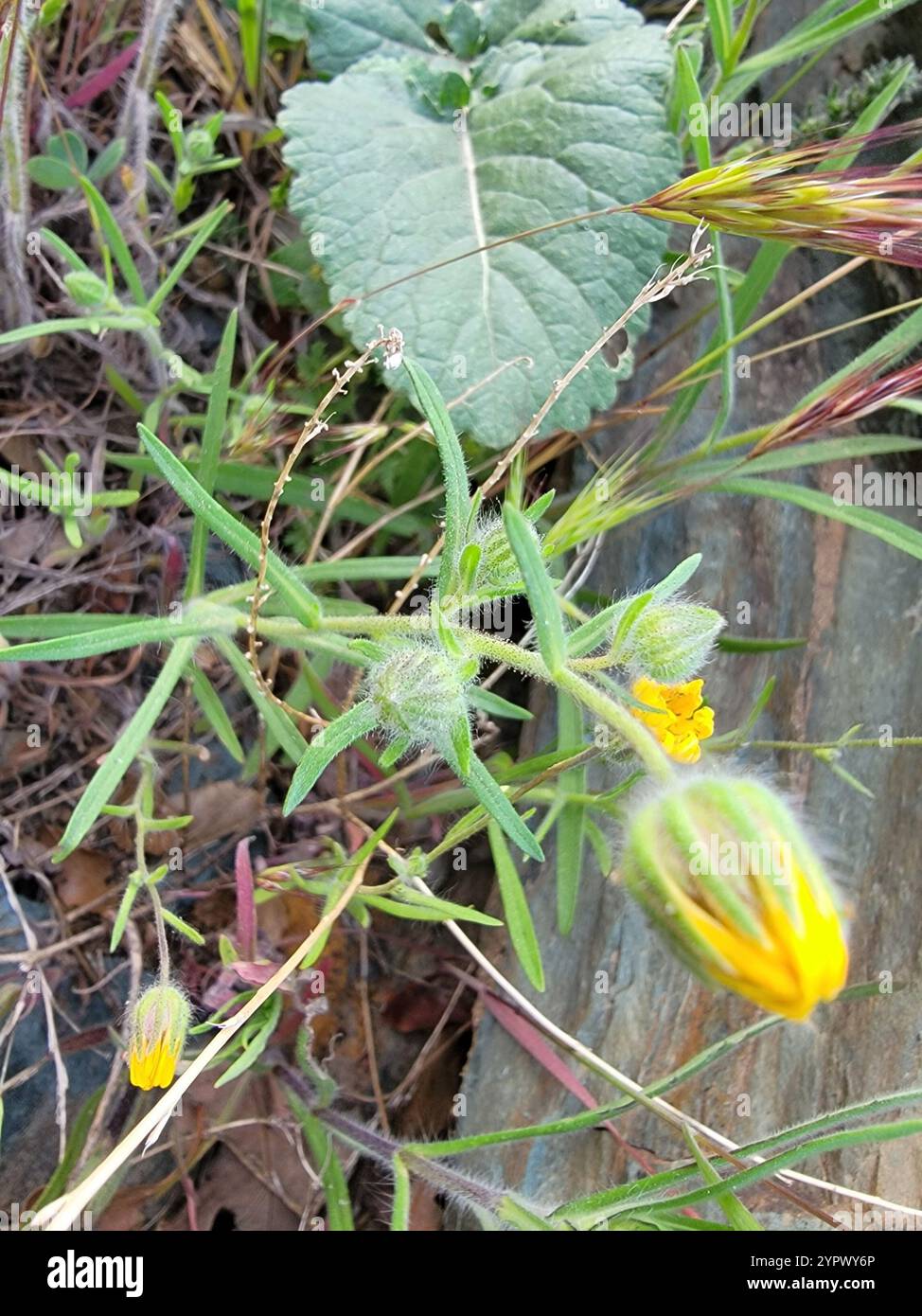 Common Madia (Madia elegans Stock Photo - Alamy