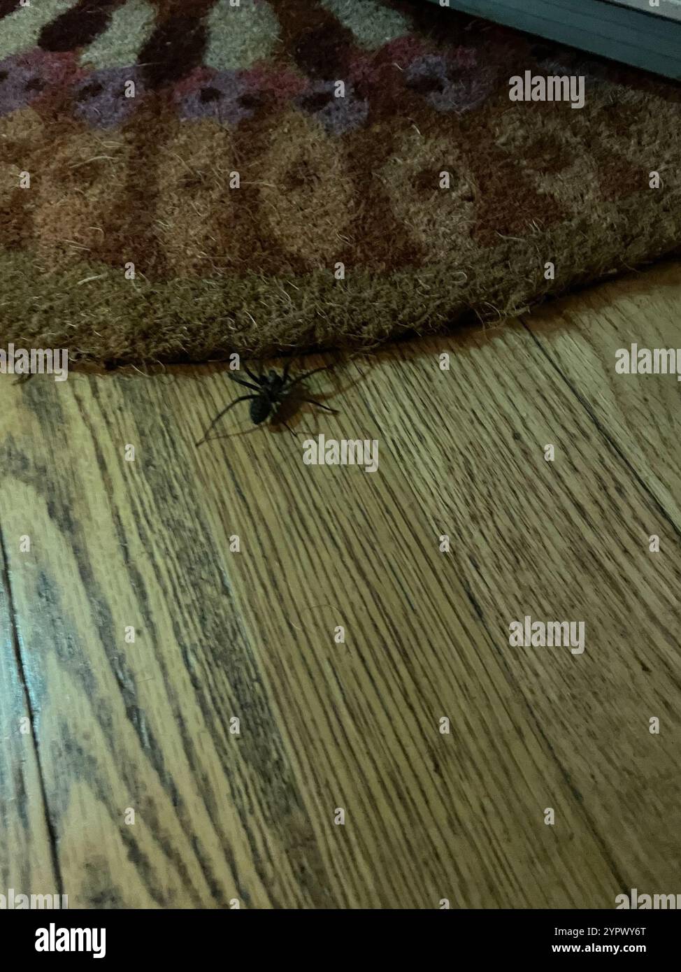 Giant House Spider (Eratigena duellica Stock Photo - Alamy