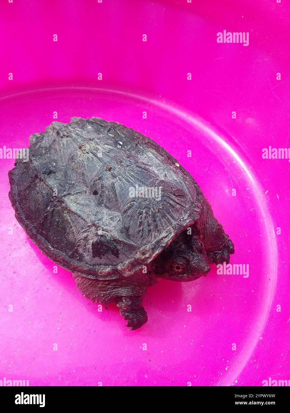 Common Snapping Turtle (Chelydra serpentina Stock Photo - Alamy