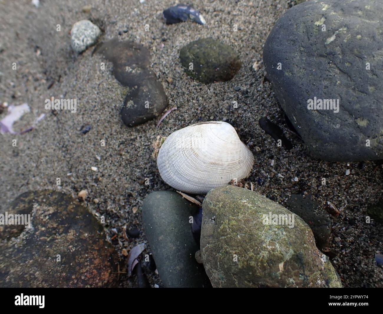 Japanese Littleneck (Ruditapes philippinarum Stock Photo - Alamy