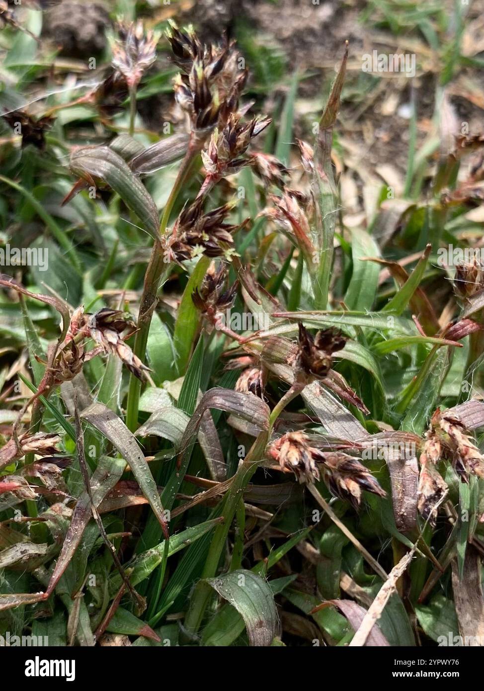 Field woodrush (Luzula campestris Stock Photo - Alamy