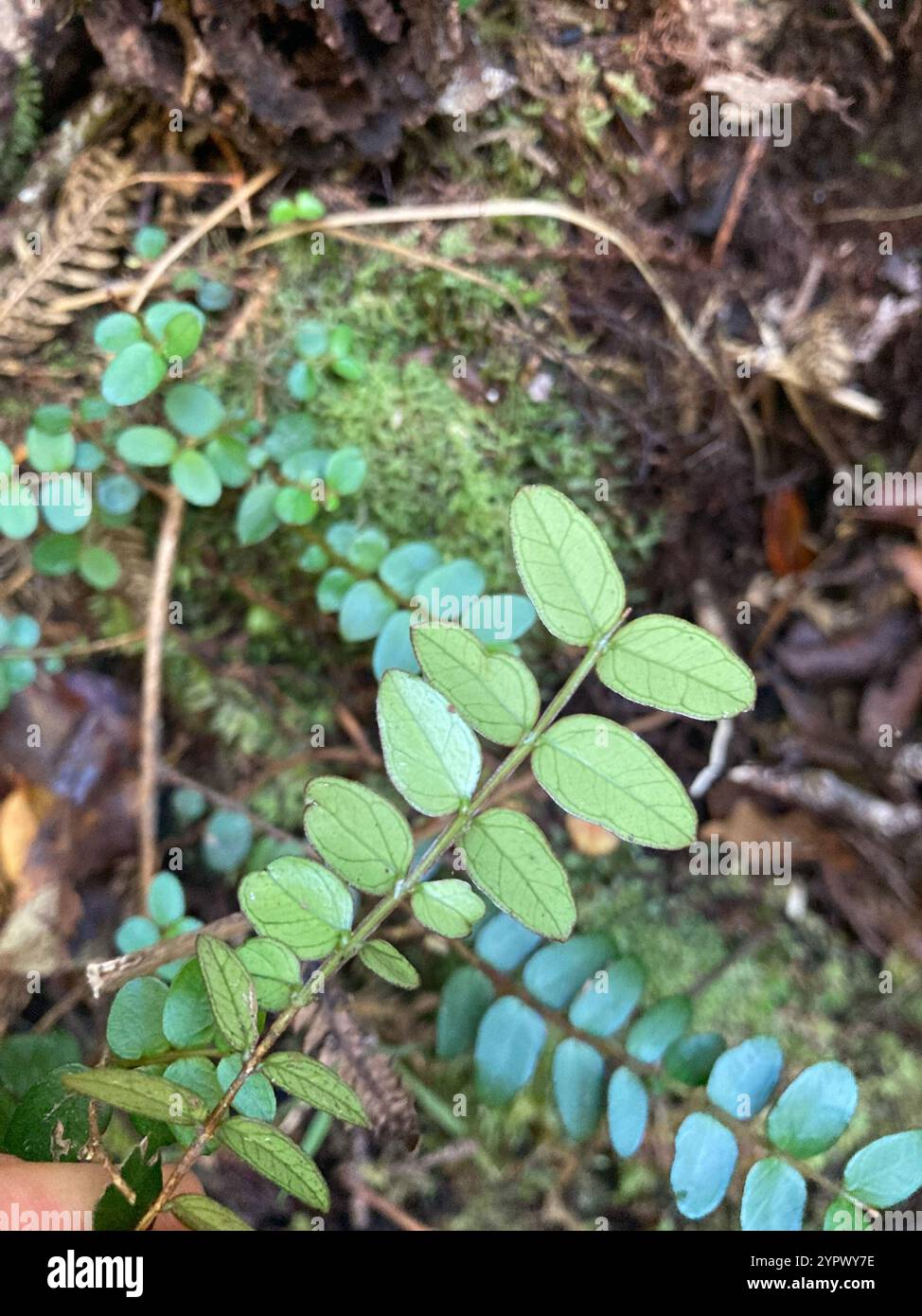 White rata hi-res stock photography and images - Alamy