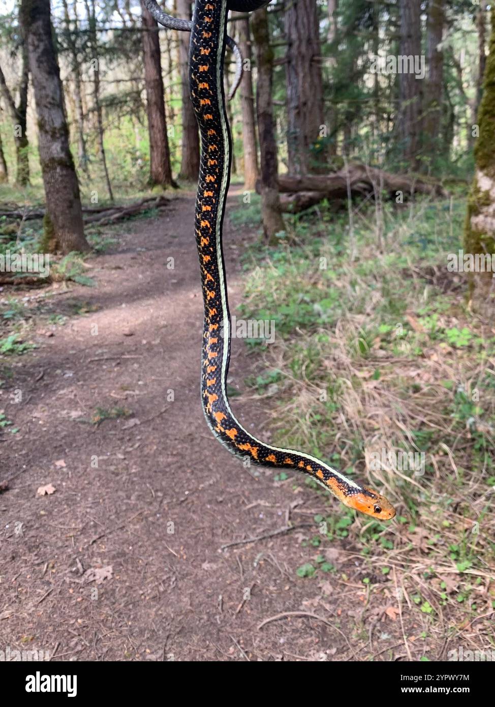 Red-spotted Garter Snake (Thamnophis sirtalis concinnus Stock Photo - Alamy