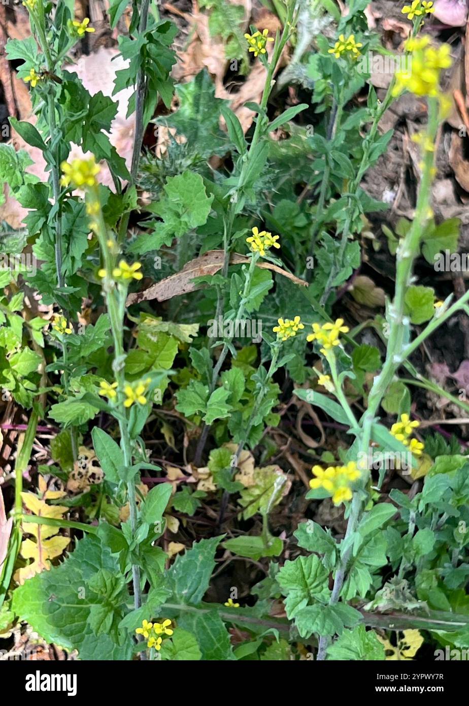 Hedge mustard (Sisymbrium officinale Stock Photo - Alamy